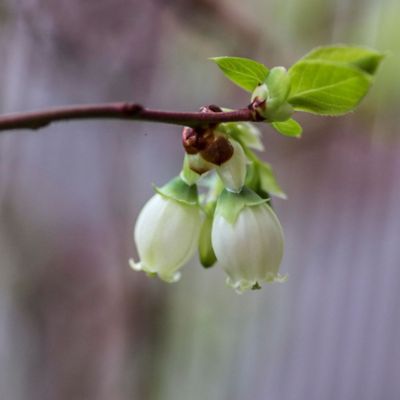 Bushel and Berry 2 gal. Potted Jelly Bean Blueberry Shrub at Tractor ...
