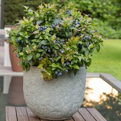 Bushel and Berry 2 gal. Potted Jelly Bean Blueberry Shrub at Tractor ...