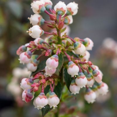 Bushel and Berry 2 Gal. Peach Sorbet Blueberry Shrub at Tractor Supply Co.