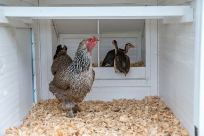 Producer's Pride Cottage Poultry Hutch, 6 Chicken Capacity at Tractor ...