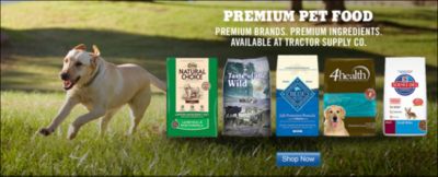 Collegiate Syntovia+ Padded and Raised Figure-8 Bridle