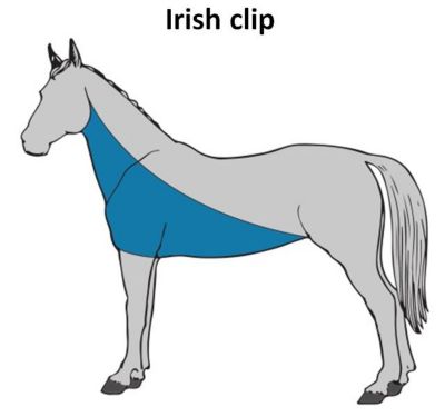 Horse Clipping Strategies | Horse Care | Tractor Supply Co.