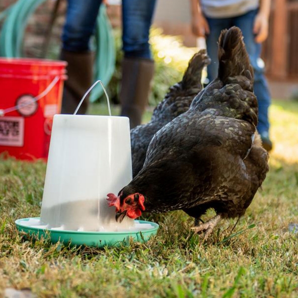 Chick Days | Tractor Supply Co.