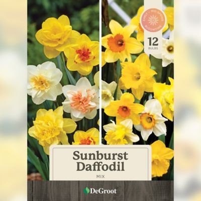 DeGroot Sunburst Daffodil Bulb Mix, 12-Pack at Tractor Supply Co.