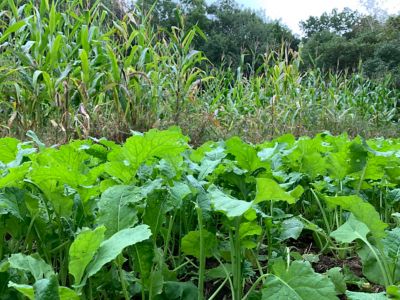 Domain Outdoor Show Stopper Food Plot Mix, SSFP3 at Tractor Supply Co.