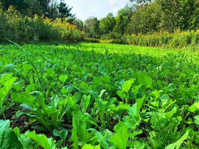 Domain Outdoor No BS Food Plot Mix, NBSFP45 at Tractor Supply Co.