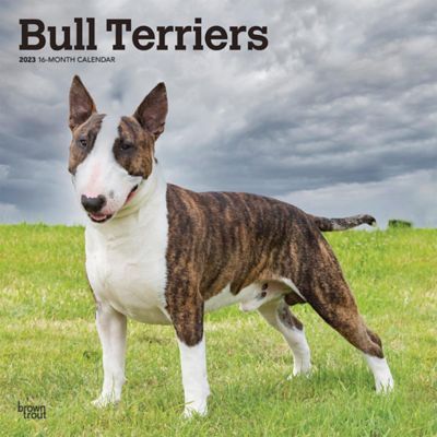 Browntrout Publishers Bull Terriers 2023 12 x 24 in. Monthly Square ...