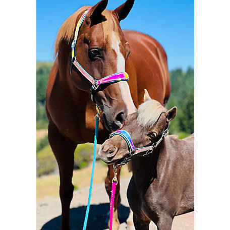 Star Point Horsemanship Leather Miniature Horse Show Halter Star Point Horsemanship Leather Miniature Horse Show Halter