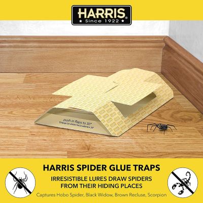 Harris Spider Glue Traps, Pesticide Free, Kills Brown Recluse, Hobo ...