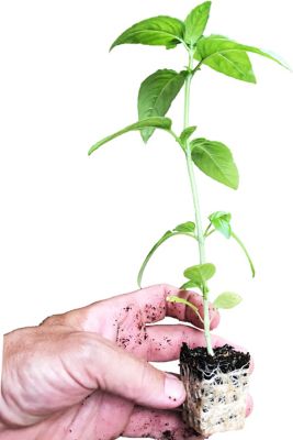 Viagrow Seedling Plugs, Natural Seed Starters 100-Pack of Super Plugs ...