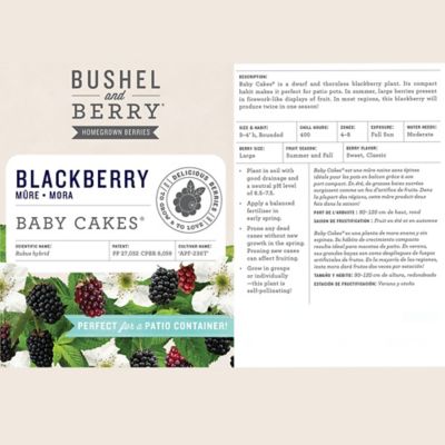 Bushel and Berry 2 gal. Baby Cakes Blackberry Bush at Tractor Supply Co.