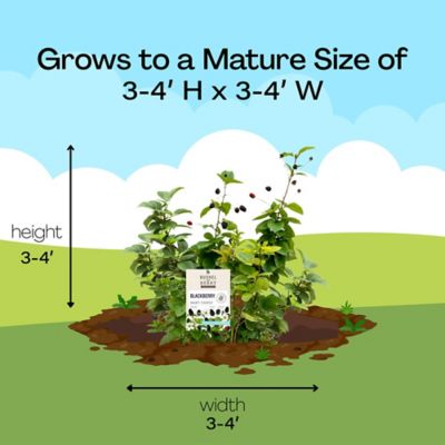Bushel and Berry 2 gal. Baby Cakes Blackberry Bush at Tractor Supply Co.