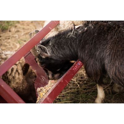 Tarter 4 ft. Goat Trough Feeder at Tractor Supply Co.
