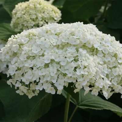 Proven Winners 5 gal. Potted Incrediball Hydrangea Shrub at Tractor ...