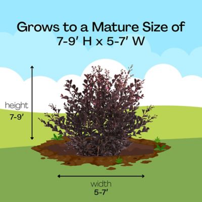 First Editions 2 gal. Crape Myrtle Shadow Magic Shrub at Tractor Supply Co.
