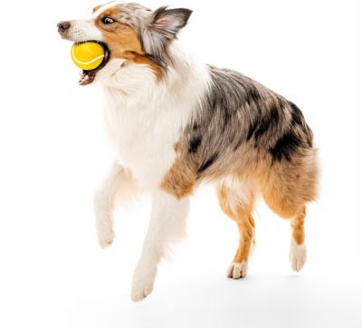 Playology Chew Ball Chicken Flavor, XL
