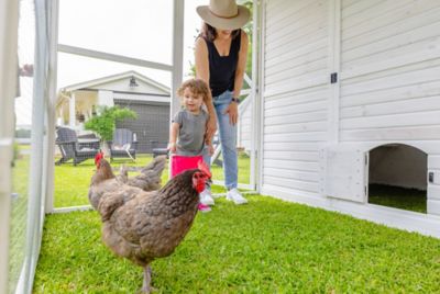 Zylina Modern Chicken Barn, 20 Chicken Capacity at Tractor Supply Co.