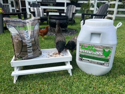 Zylina 5 lb. Snack-N-Feed Chicken Picnic Table at Tractor Supply Co.