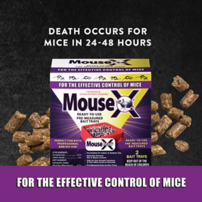 MouseX Ready-to-Use Rat and Mice Trays, Eliminates All Species of Rats ...