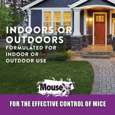 MouseX Ready-to-Use Rat and Mice Trays, Eliminates All Species of Rats ...