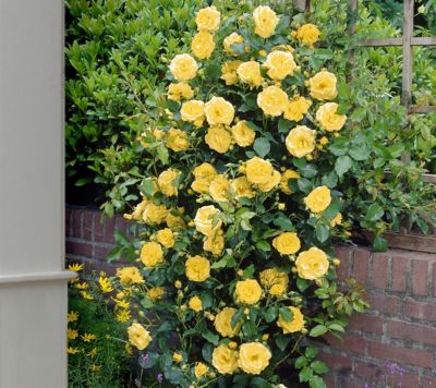National Plant Network Royal Gold Climbing Rose Bare Root Plants, 2 ...