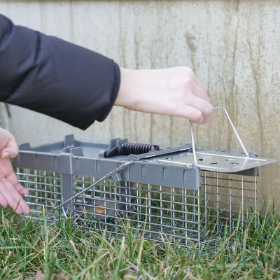 Havahart 1-Door Small Humane Live Catch and Release Animal Trap for ...