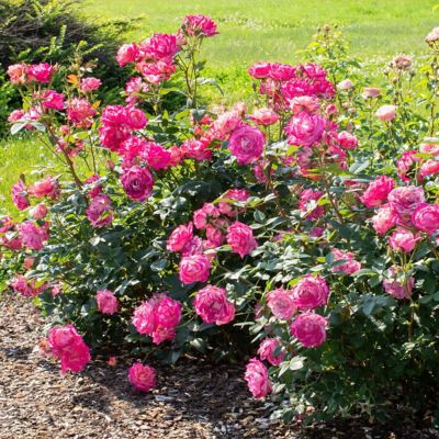 National Plant Network Bareroot Peppermint Pop Shrub Rose - 2 Piece at ...