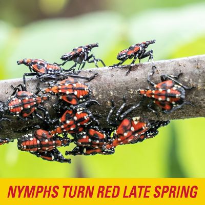 PIC Spotted Lantern Fly Trap at Tractor Supply Co.