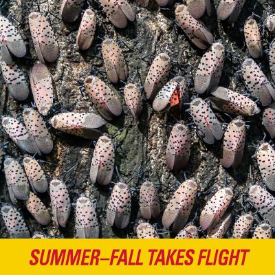 PIC Spotted Lantern Fly Trap at Tractor Supply Co.