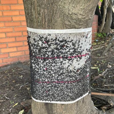 PIC Spotted Lantern Fly Trap at Tractor Supply Co.