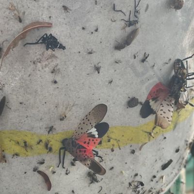 PIC Spotted Lantern Fly Trap at Tractor Supply Co.