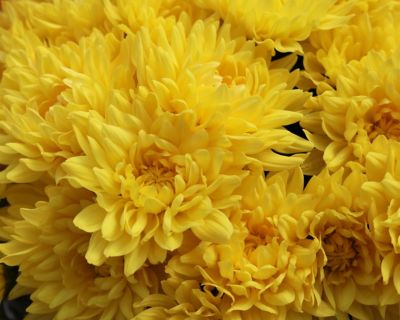 3 qt. Potted Yellow Garden Mum at Tractor Supply Co