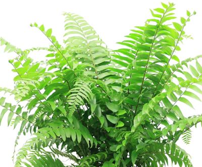 Costa Farms 10 in. Potted Macho Fern Plant, 1 pc. at Tractor Supply Co