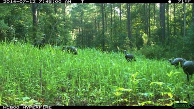 Tecomate Lablab Plus, 16000 at Tractor Supply Co.