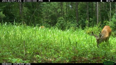 Tecomate Lablab Plus, 16000 at Tractor Supply Co.