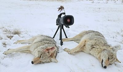 ICOtec Night Stalker Plus Professional Predator Call with Bluetooth at ...