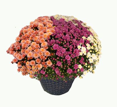 1.5 gal. Potted Tri-Color Mum at Tractor Supply Co
