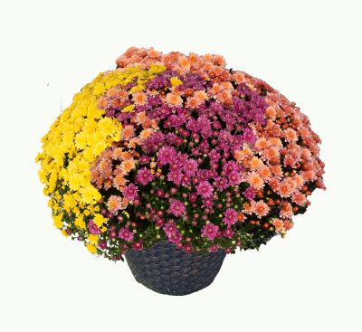 1.5 gal. Potted Tri-Color Mum at Tractor Supply Co