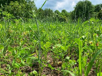 Domain Outdoor Overhaul Food Plot Mix - Big Gulp, OHFP21 at Tractor ...
