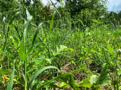 Domain Outdoor Overhaul Food Plot Mix - Big Gulp, OHFP21 at Tractor ...