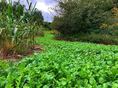 Domain Outdoor Sugar Momma Food Plot Mix - Big Gulp, SMFP26 at Tractor ...