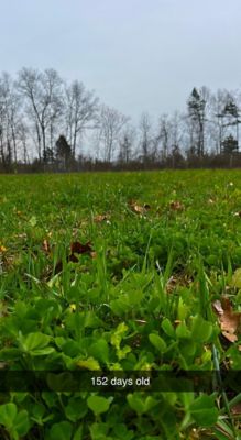Domain Outdoor Hall Pass Food Plot Mix, HPFP20 at Tractor Supply Co.