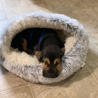 Palace Nursery, PKN-01 at Tractor Supply Co.