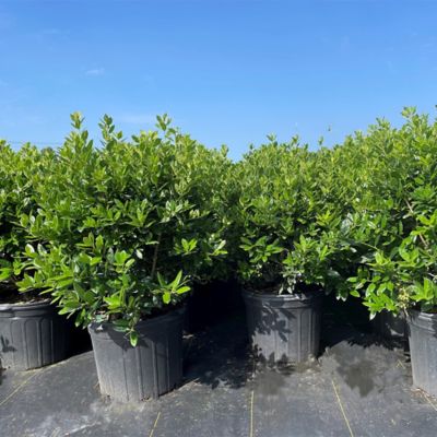 7 gal. Potted Needlepoint Holly Shrub at Tractor Supply Co.