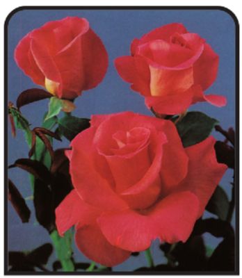 1 gal. Potted Tyler Rose Nursery Dormant Potted Rose, Assorted Colors ...