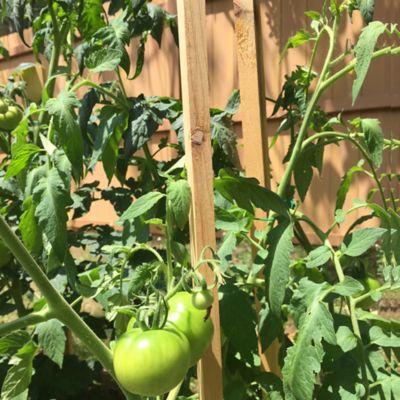 Outdoor Essentials 3 ft. Wood Tomato Stakes, 12-Pack at Tractor Supply Co.