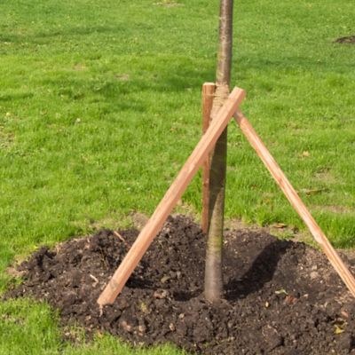 Outdoor Essentials 3 ft. Wood Tree Stakes, 6-Pack at Tractor Supply Co.