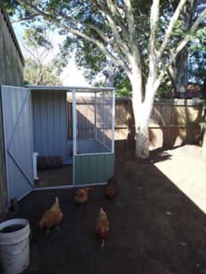 ABSCO Chicken Coop, 5 Chicken Capacity, 5 ft. x 5 ft., Pale Eucalypt at ...