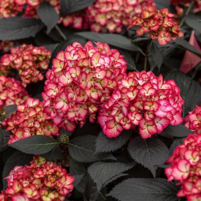 First Editions 2 gal. Potted Eclipse Hydrangea Shrub at Tractor Supply Co