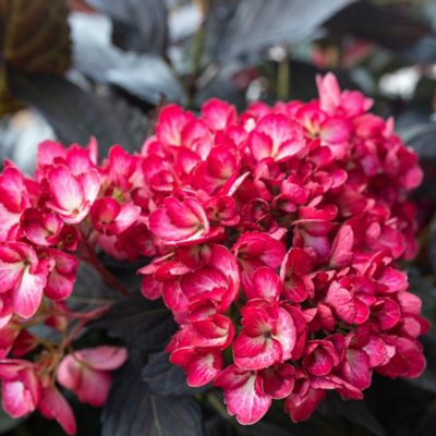 First Editions 2 gal. Potted Eclipse Hydrangea Shrub at Tractor Supply Co